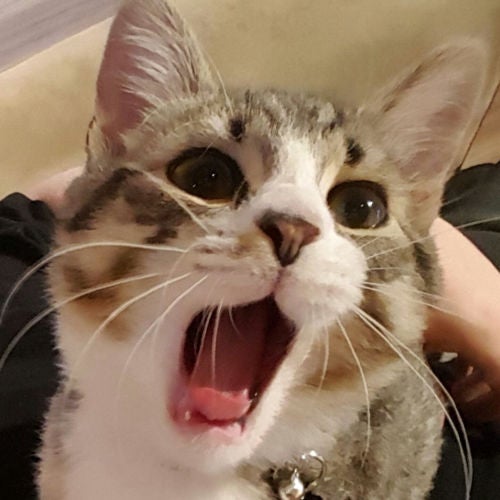 mmm daddy by AkliseZ Sound Effect - Meme Button for Soundboard - Tuna