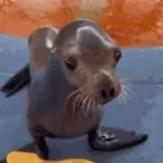 sea lion by BandwidthBassPreamp48828 - Meme Sound Effect Button for ...