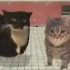 OIA CAT by Goofyahhb - Meme Sound Effect Button for Soundboard - Voicemod