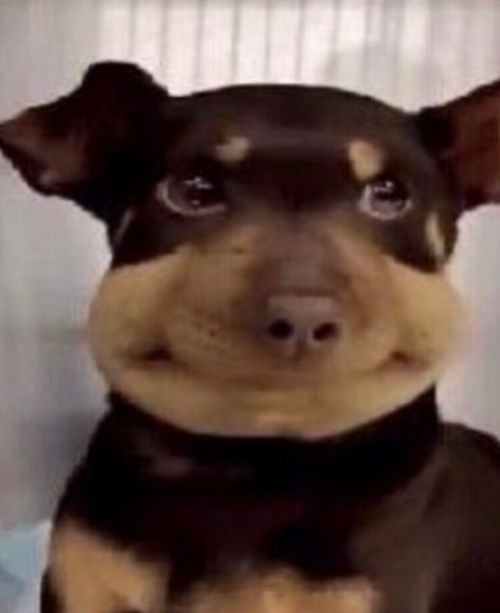 nibba by Sushi4 - Meme Sound Effect Button for Soundboard - Voicemod