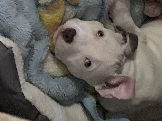 Beeping by Bendyking - Meme Sound Effect Button for Soundboard - Voicemod