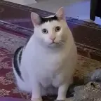 Huh Cat Meme by xLuce - Meme Sound Effect Button for Soundboard - Voicemod