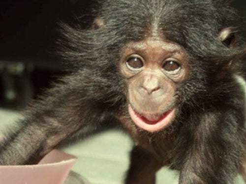 3 by mexicola Sound Effect - Meme Button for Soundboard - Tuna