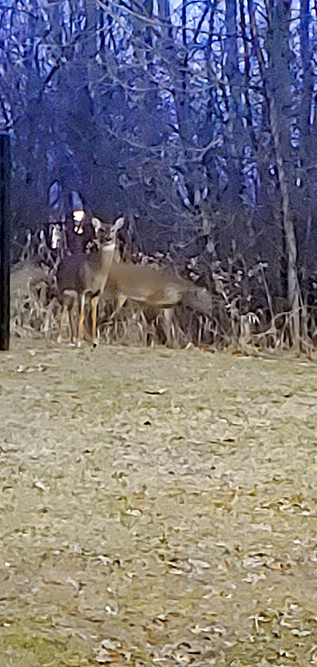 the cops outside by ReverseChamberThreshold36022 - Meme Sound Effect ...