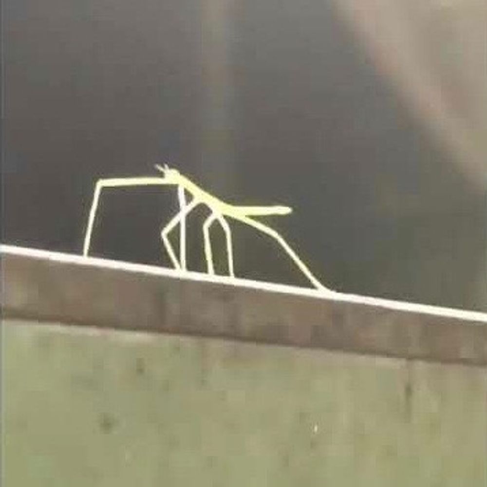 Stickbug by obber Sound Effect - Meme Button for Soundboard - Tuna