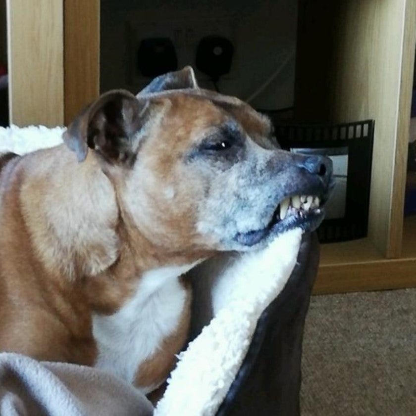 pmmmm by FadingAmplitudeVocoder6271 Sound Effect - Meme Button - Tuna