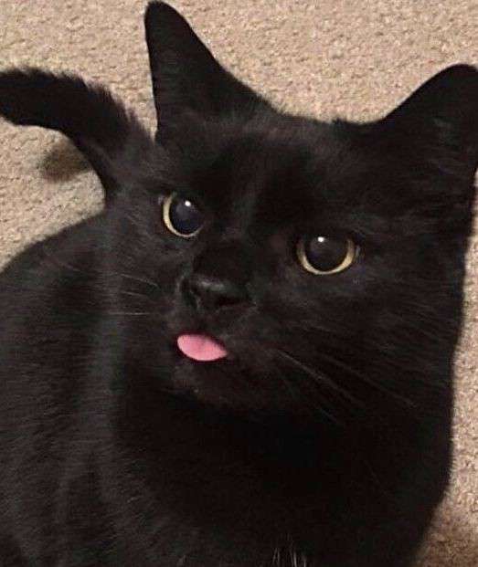 yeah by dfasfdas - Meme Sound Effect Button for Soundboard - Voicemod