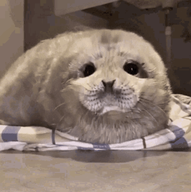 doflamingo laff by Vendy