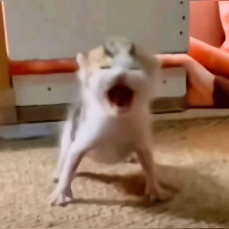 manly kitten scream by vivicantsleep - Meme Sound Effect Button for ...