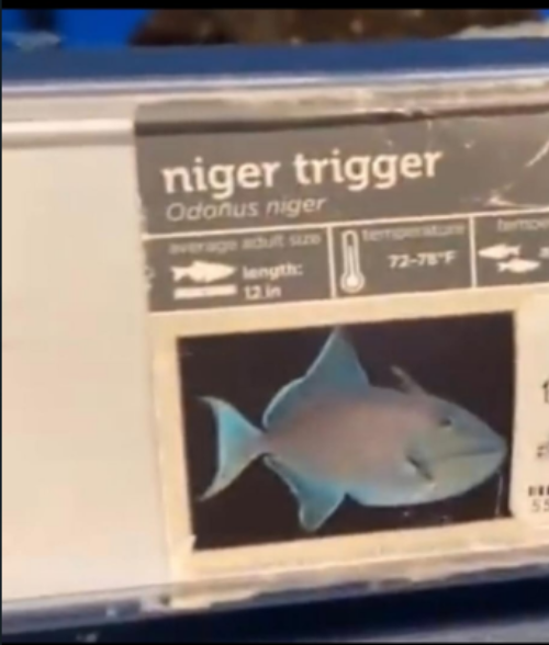 yo its tea by Honse Sound Effect - Meme Button for Soundboard - Tuna