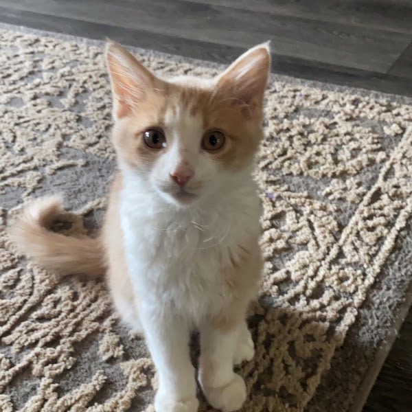 Packgod’s Ultimate Theme by OpticalGainPreamp71593 Sound Effect - Tuna