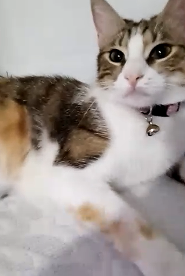 1nonly Step Back! ft. by phonkmaker Sound Effect - Meme Button - Tuna