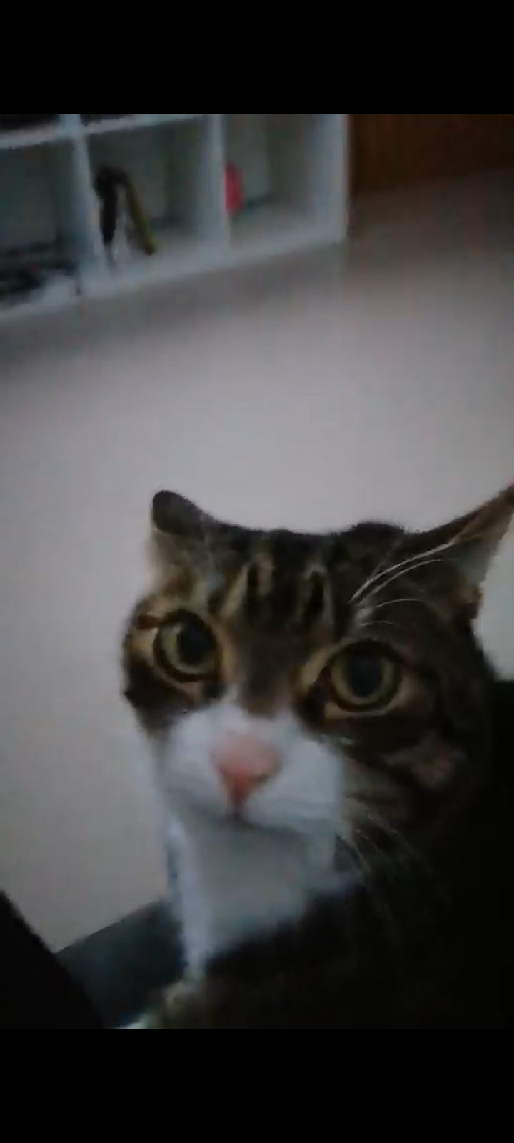 jaaaaaaaa by LatencyNoiseRate54051 - Meme Sound Effect Button for ...