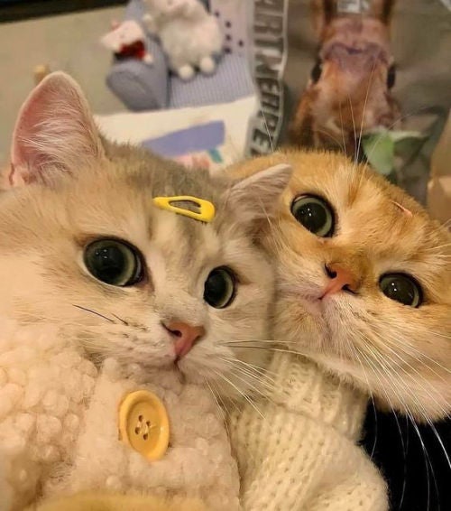 fsdfsdfsd by nekonekonf - Meme Sound Effect Button for Soundboard ...