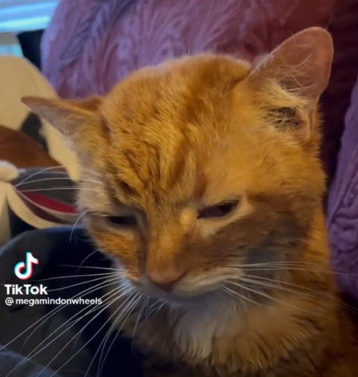 WTF? by BosherStudios254 - Meme Sound Effect Button for Soundboard ...