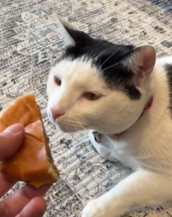 cheeseburger by Chri1501512 Sound Effect - Meme Button - Tuna