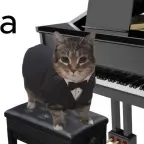 fein cat by DankDude420