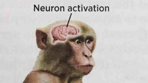 Neuron Activation