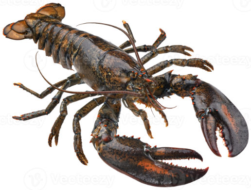 gifjgfjfgsdjdfgjgfd by lobtser Sound Effect - Meme Button - Tuna