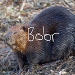 Bobr kurwa song by Klusor - Meme Sound Effect Button for Soundboard ...