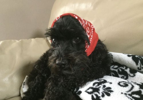 ayoo halcyon by deacon Sound Effect - Meme Button for Soundboard - Tuna