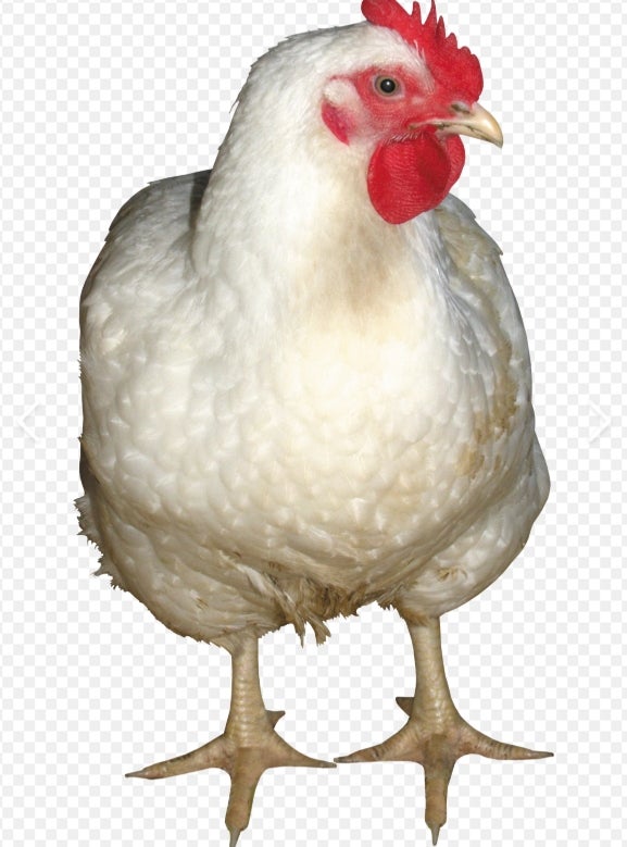 chicken dih by ScaleWaveformCutoff89296 - Meme Sound Effect Button for ...