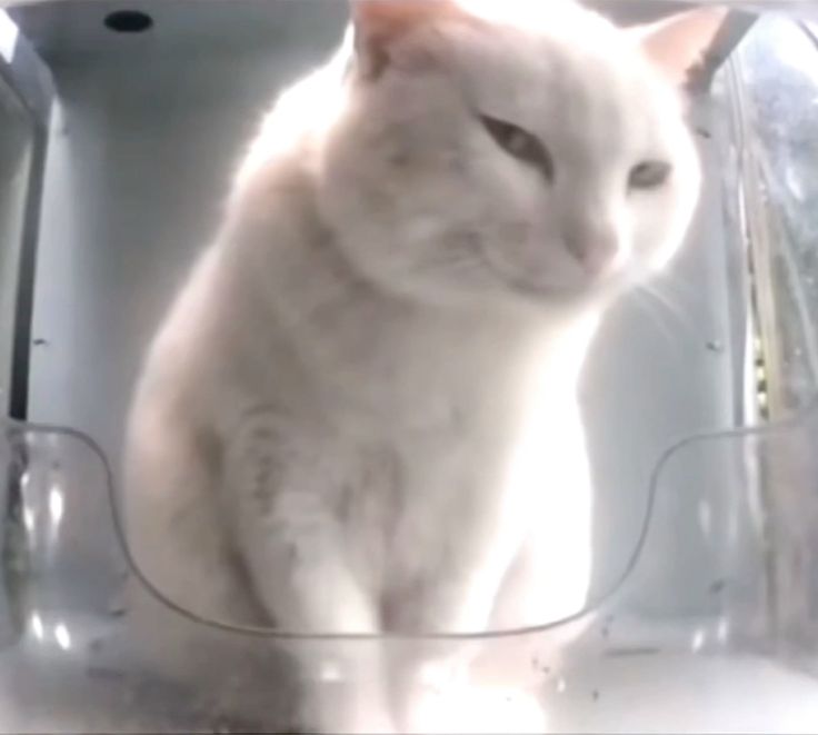 burger freaky billy by bakakakakak Sound Effect - Meme Button - Tuna