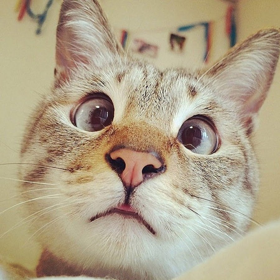 daun obosannyii mat tvoyu v kanavu kidal by JUfer Sound Effect - Tuna