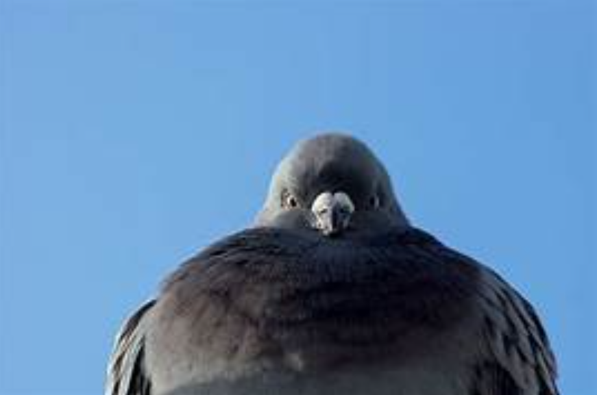 STAND READY FOR MY ARRIVAL WORM (Full audio) by PixelChains - Meme ...