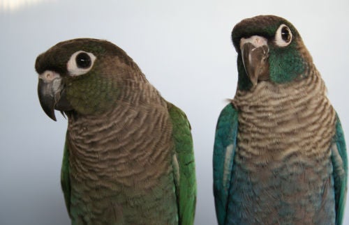 Among Us task complete sound by Gigsy - Meme Sound Effect Button for ...