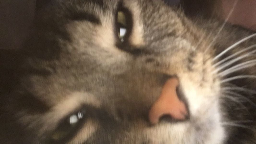 oof by catpoop Sound Effect - Meme Button for Soundboard - Tuna