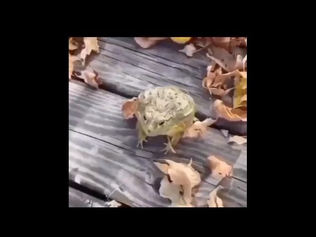 Acumalaka (sound effect) by Rzqi Sound Effect - Meme Button - Tuna