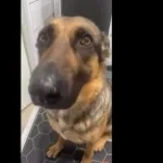 hmmmm-hmmmm-hmmm-dog-idk by ItsNOTJesus - Meme Sound Effect Button for ...