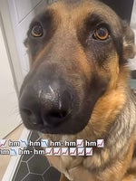 Hmm hmm hmm dog by Pryth - Meme Sound Effect Button for Soundboard ...