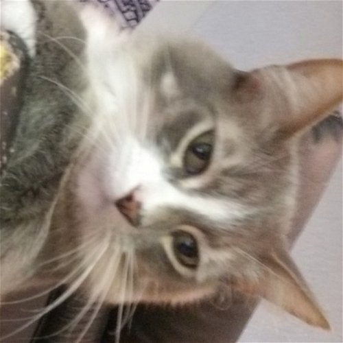 Shocked Sound Effects (HD) by CondenserTapeExpander53182 - Meme Sound ...