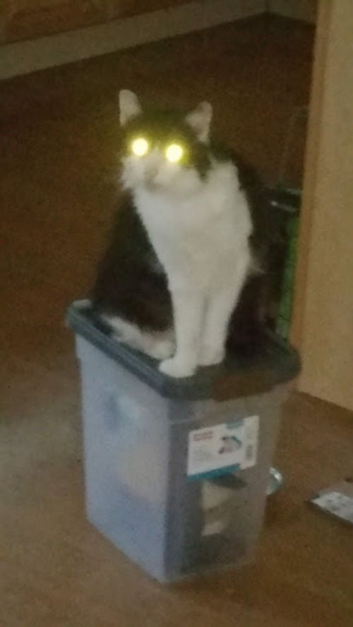 ihate by DewanPiggy Sound Effect - Meme Button for Soundboard - Tuna