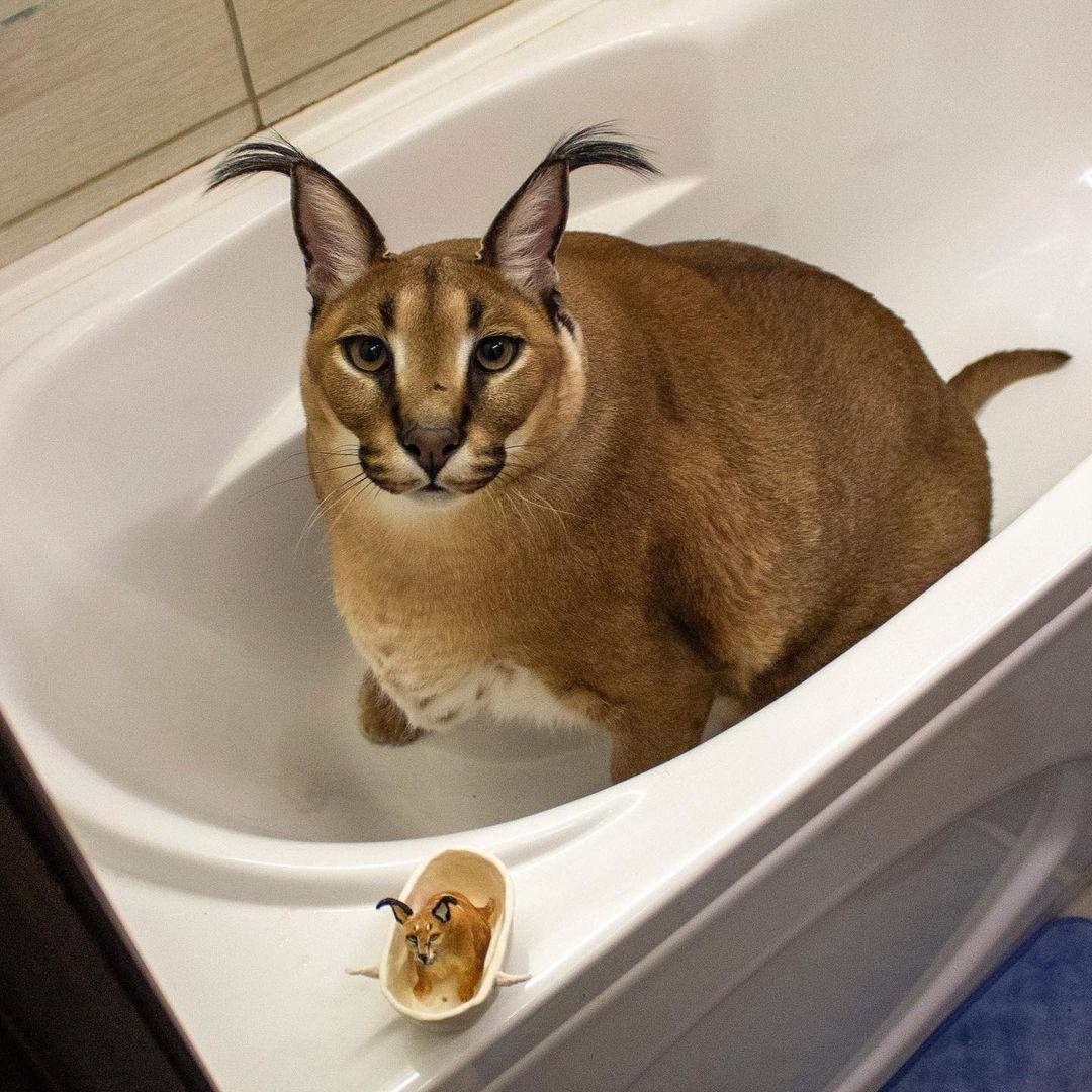 Packgod Roasting Discord Mod by MutedRateBus56778 Sound Effect - Tuna