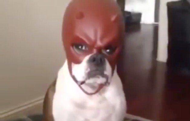 super dog by OverdriveLoudnessWaveform57513 Sound Effect - Tuna