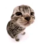 ambatukam chipmunk (copy) by ExpanderMonoShifting45475 - Meme Sound ...