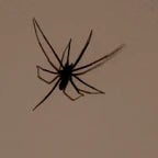 Forsaken (spiders) noob cry by ShiftingOscillatorCardioid90251 - Meme ...