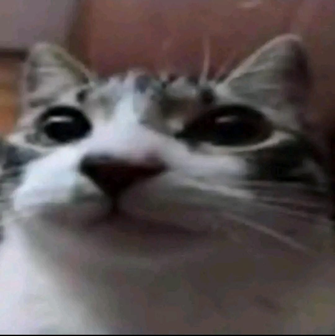 Surprised Face Meme Cat