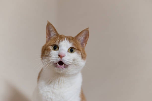 Penar sniffer guy by Fumbles - Meme Sound Effect Button for Soundboard ...