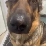 whining-dog-meme by ItsNOTJesus - Meme Sound Effect Button for ...