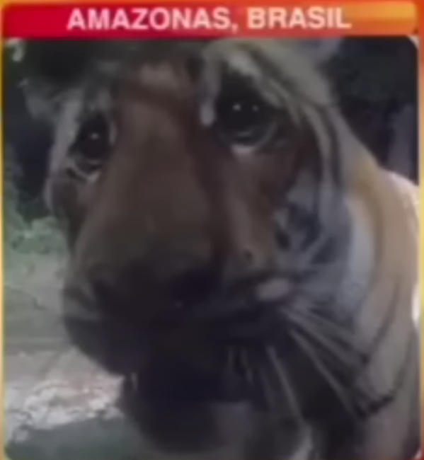 In The Virtual End Linkin Park by RecAt