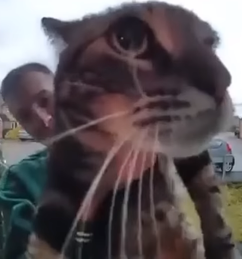 mmaaAAAaah cat with a little bit of echo. by Slsyphus - Meme Sound ...