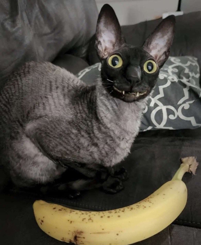 terror is reality dead rising 2 by Zoidberhge - Meme Sound Effect ...