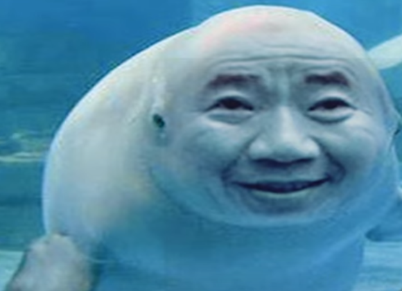 [MV] MC무현 Dolphin1 by Merrrrrry Sound Effect - Meme Button - Tuna