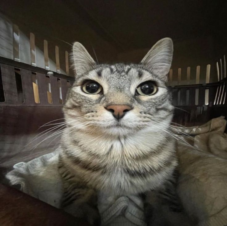 SCP 3114 from SCP SL sings Stronger Than You (Sans Parody) by ...