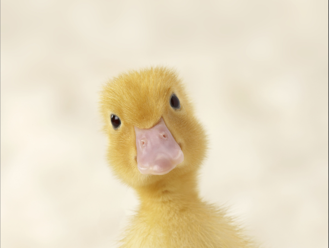 eggstreme duck phonk by SkeeTry Sound Effect - Meme Button - Tuna