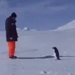 But Why Penguin by DecibelScaleTimbre41621 - Meme Sound Effect Button ...